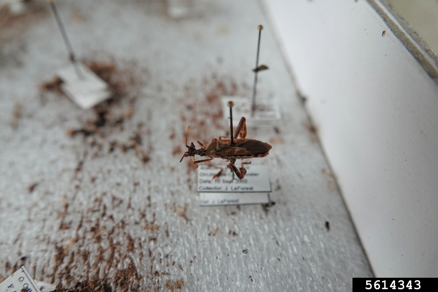 Dermestid beetles (Family Dermestidae Latreille, 1804)