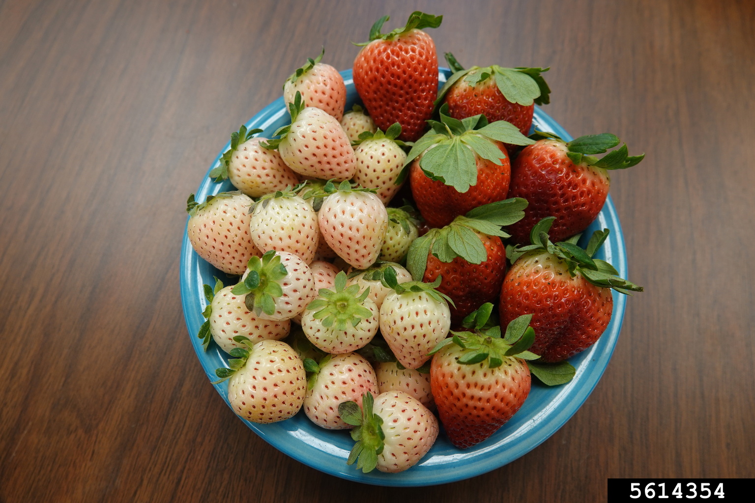 strawberry (Fragaria x ananassa)