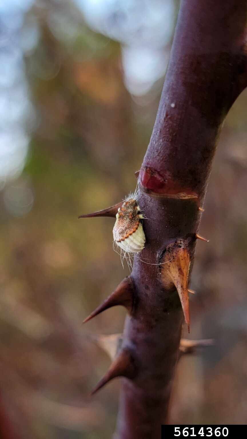 cottony cushion scale (Icerya purchasi Maskell)
