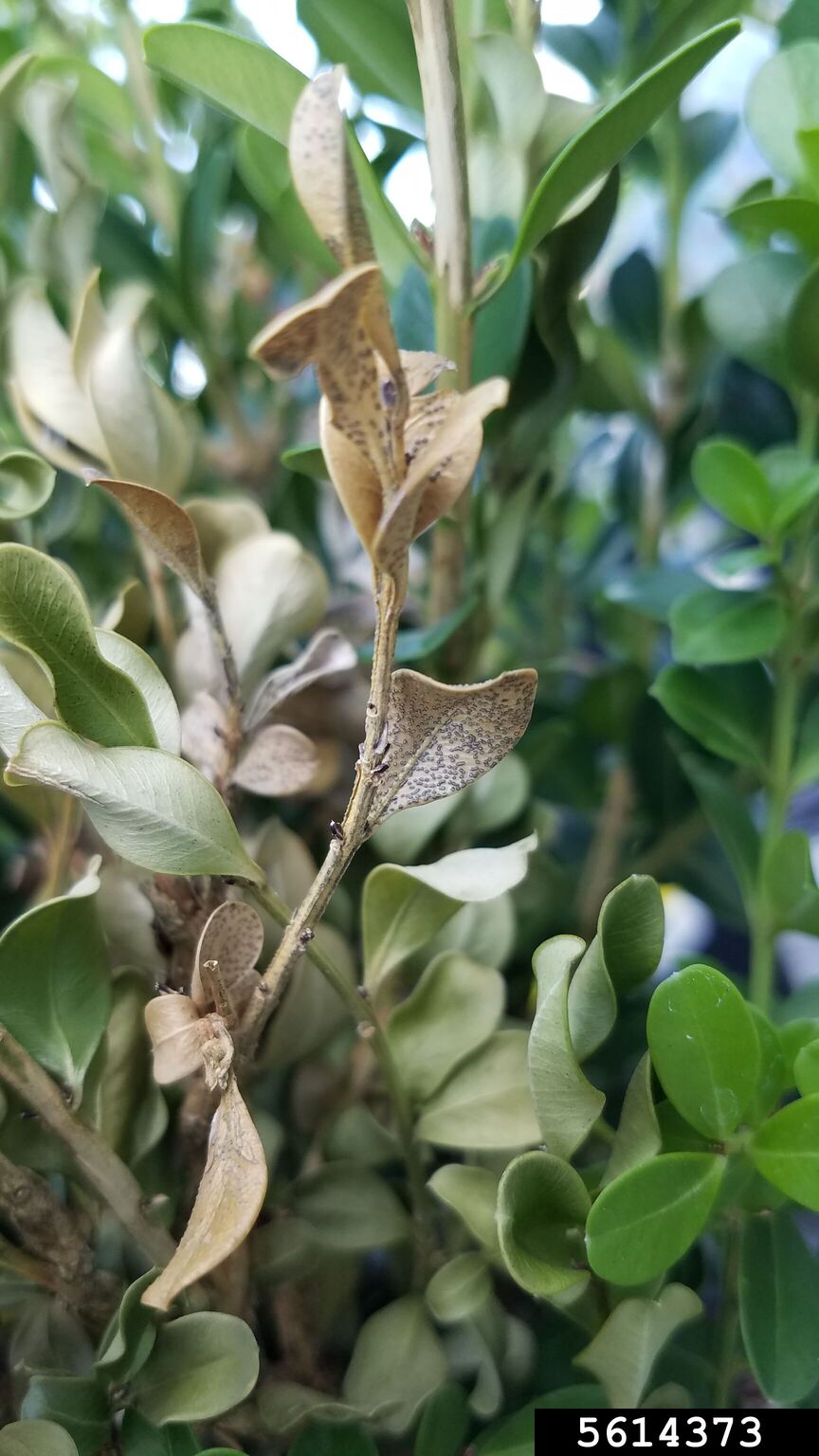 Dothiorella canker and wilt (Dothiorella candollei (Berk. & Broome) Petr.)
