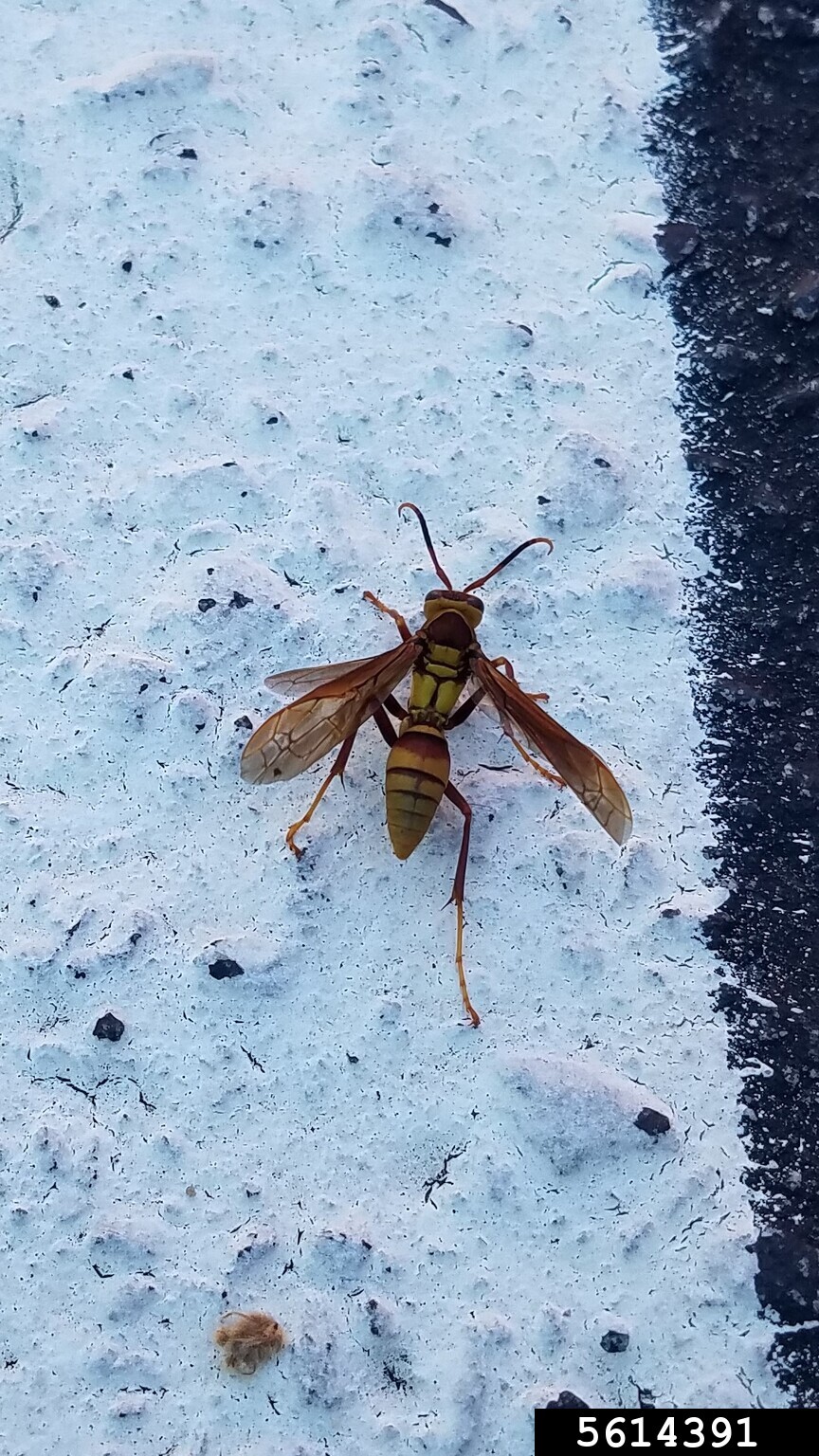 paper wasp (Polistes major)