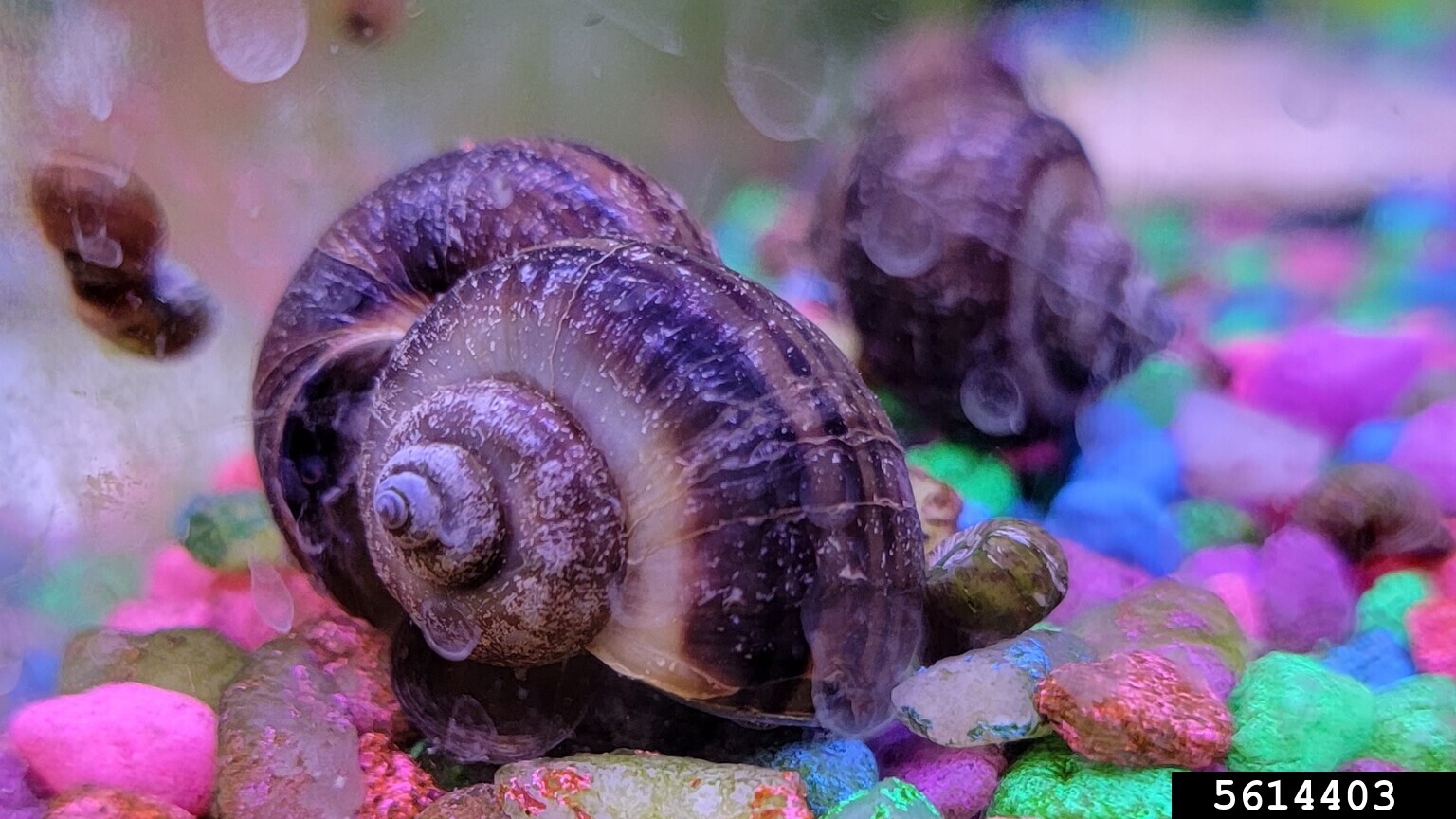 spiketop applesnail (Pomacea bridgesii (Reeve, 1856))