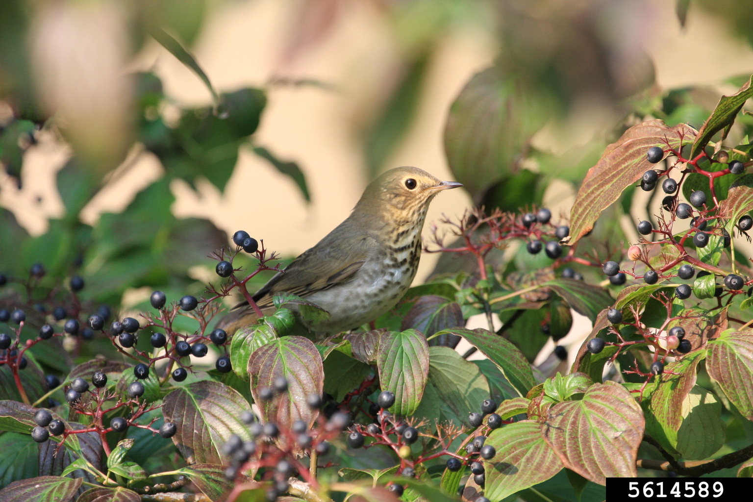 Swainson's thrush (Catharus ustulatus (Nuttall, 1840))