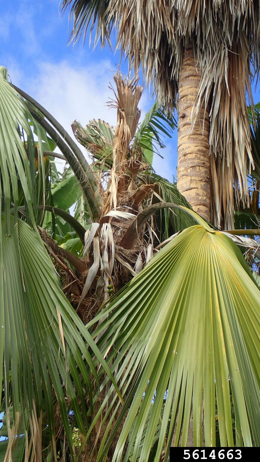 banana moth (Opogona sacchari)