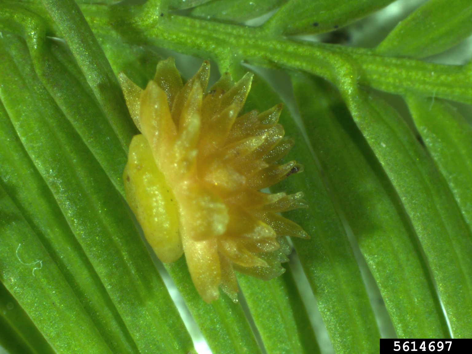 cypress flower gall midge (Taxodiomyia cupressi (Schweinitz, 1822))