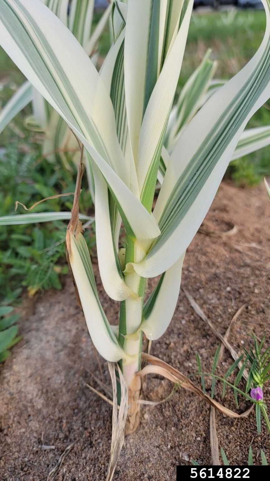 giant reed (Arundo donax)