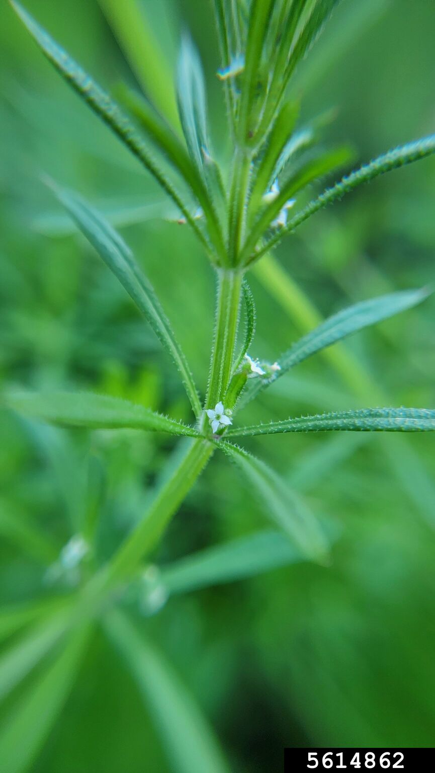 catchweed bedstraw (Galium aparine L.)