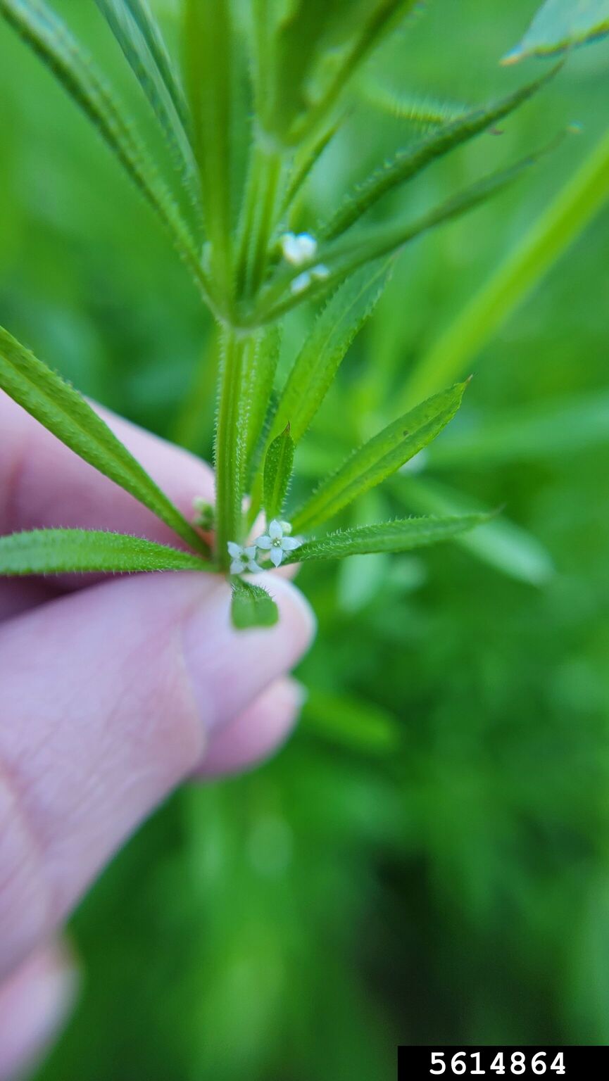 catchweed bedstraw (Galium aparine)