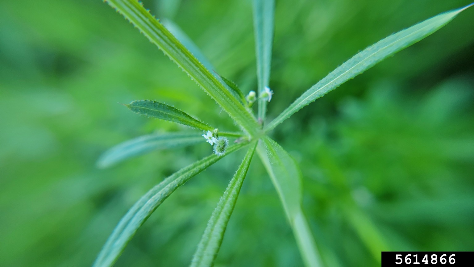 catchweed bedstraw (Galium aparine)