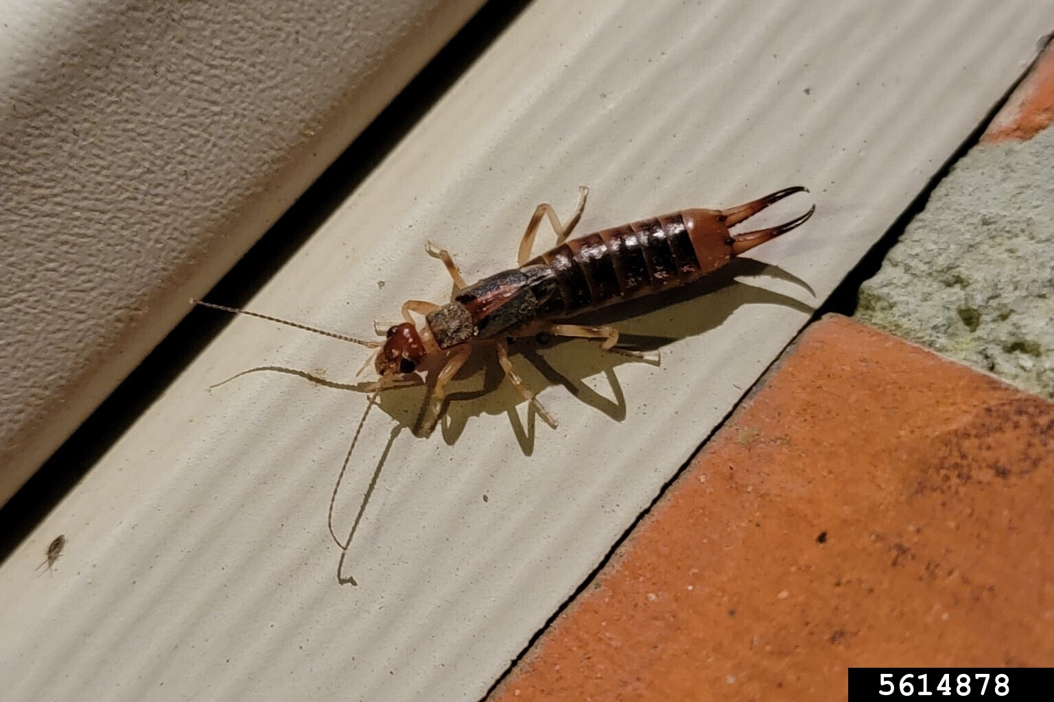 striped earwig (Labidura riparia (Pallas, 1773))