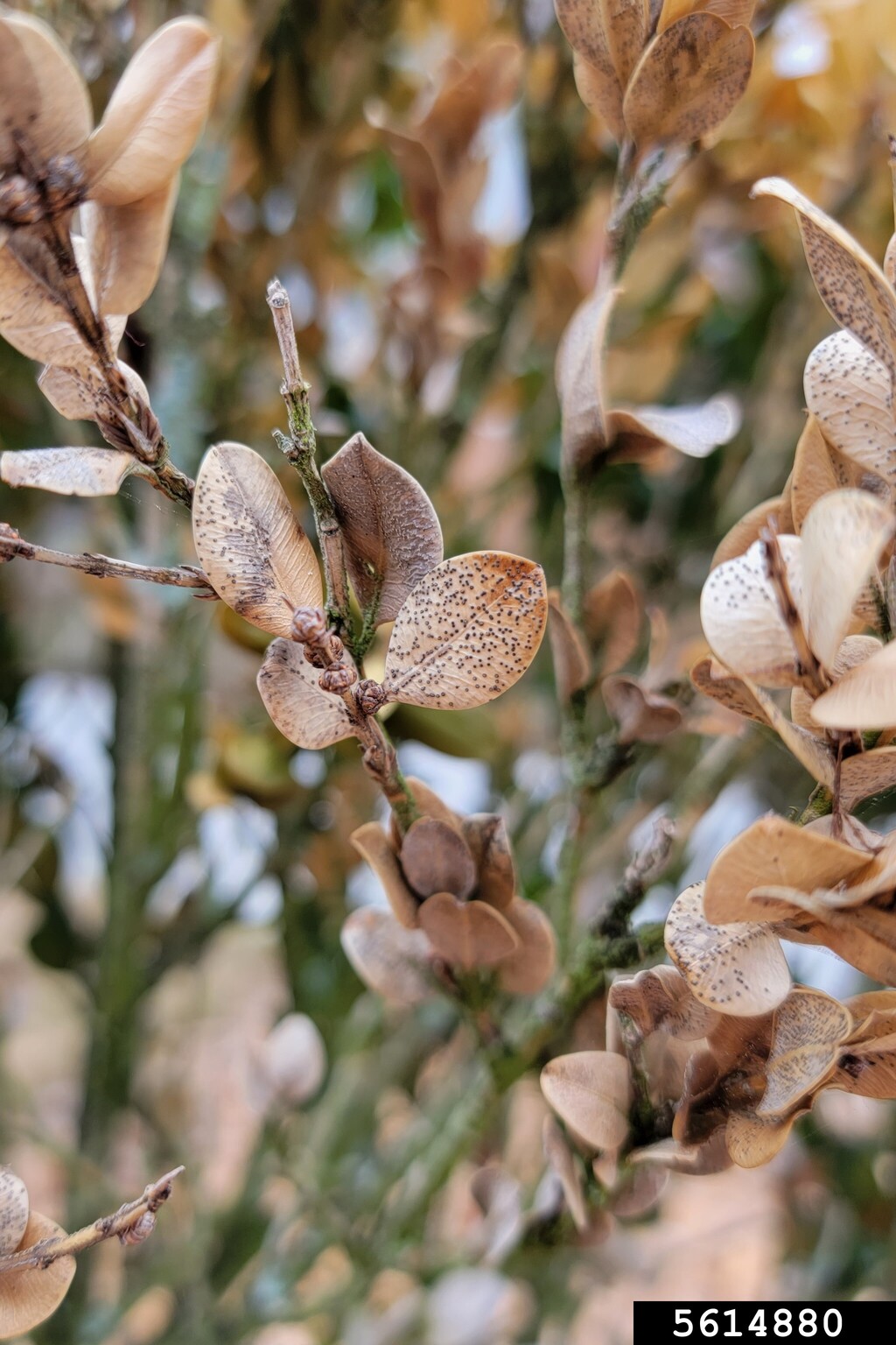 Dothiorella canker and wilt (Dothiorella candollei (Berk. & Broome) Petr.)