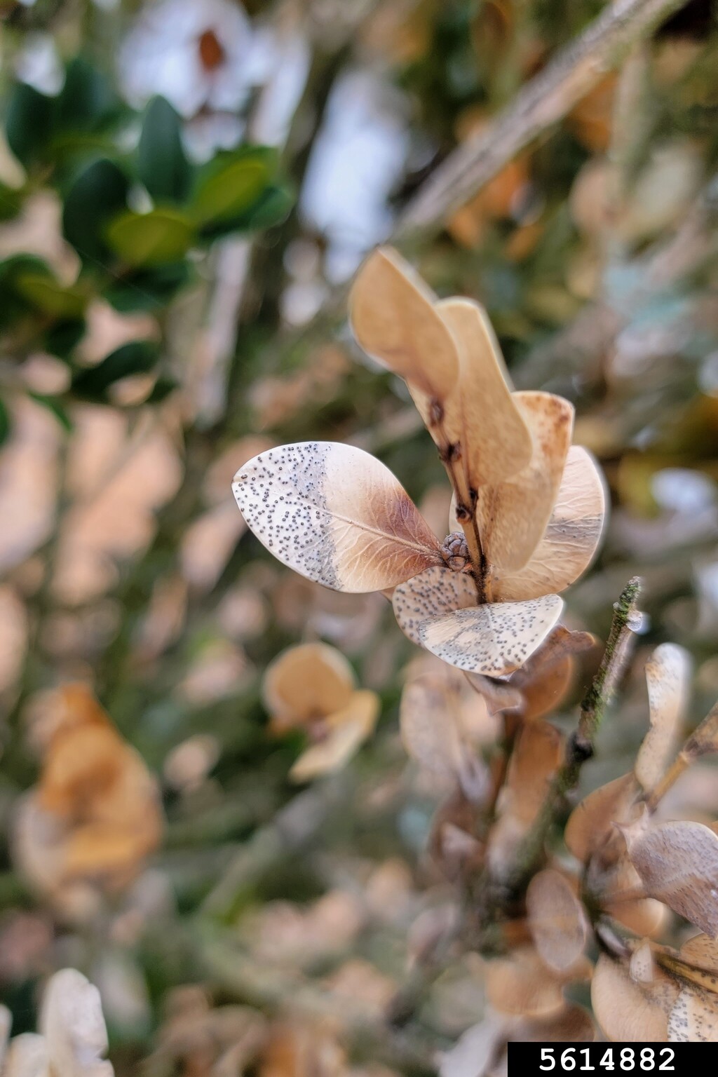 Dothiorella canker and wilt (Dothiorella candollei (Berk. & Broome) Petr.)