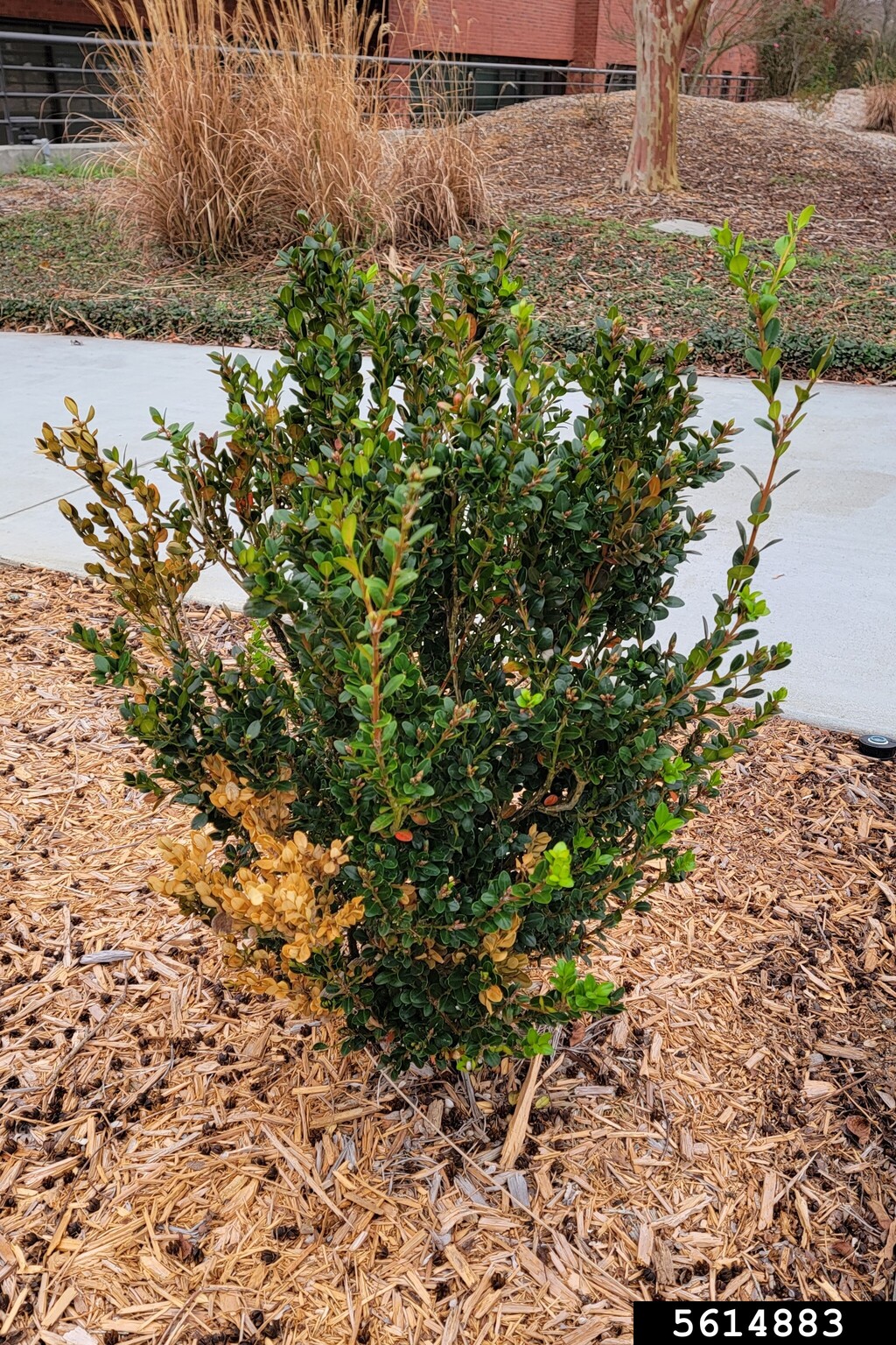 Dothiorella canker and wilt (Dothiorella candollei (Berk. & Broome) Petr.)