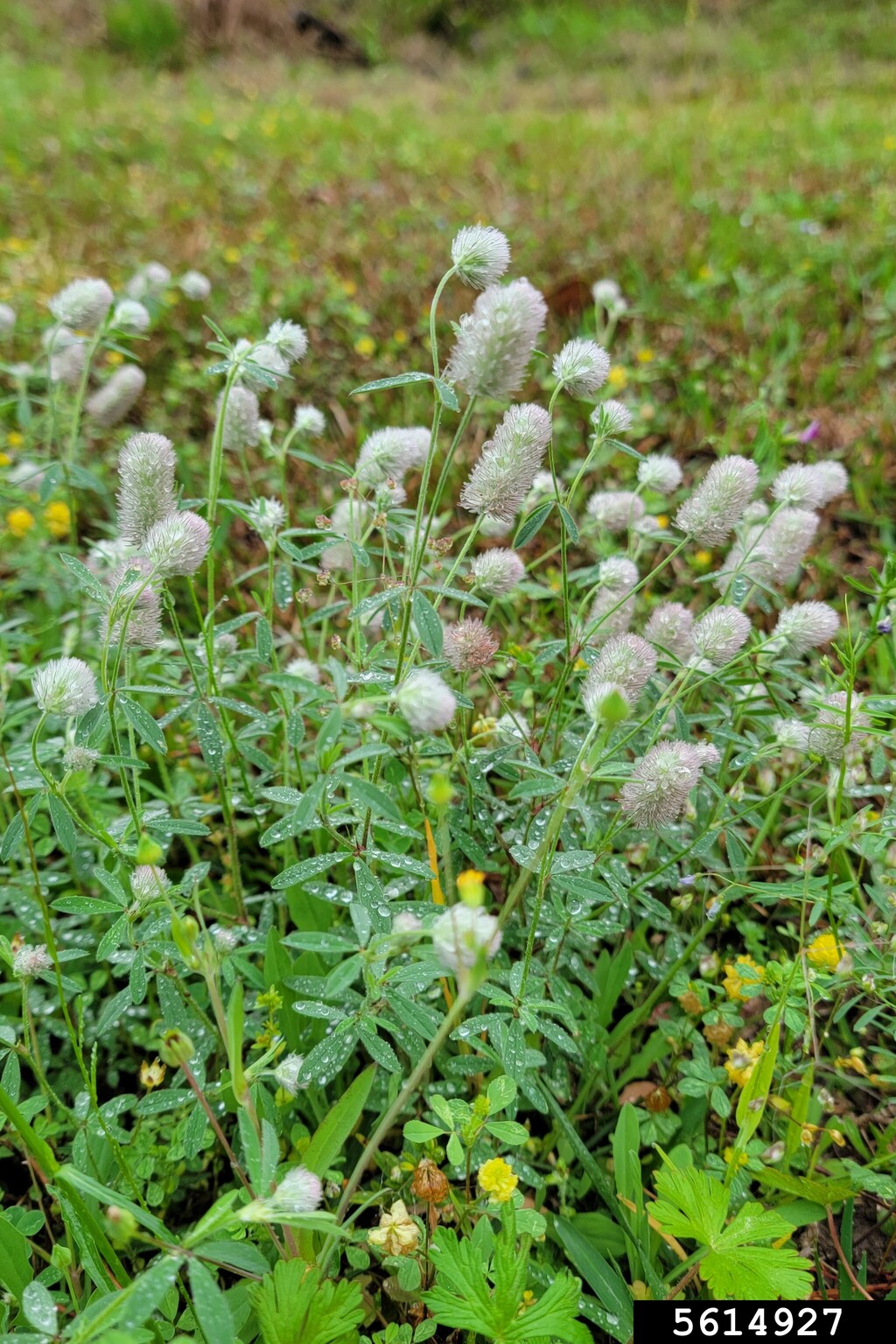 rabbitfoot clover (Trifolium arvense L.)