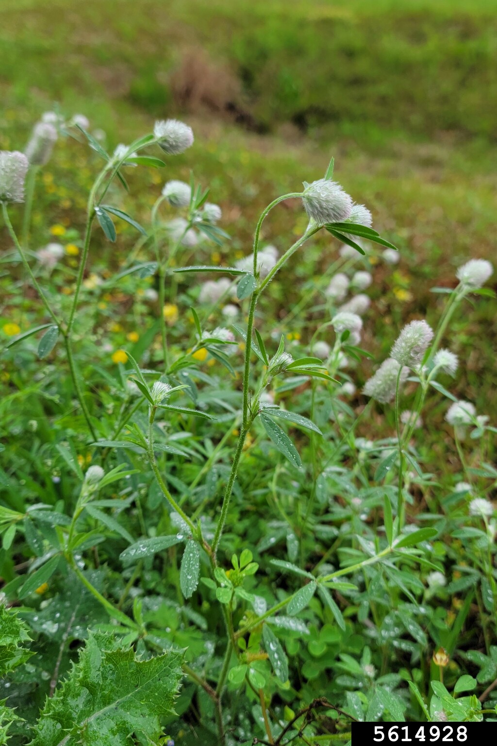 rabbitfoot clover (Trifolium arvense L.)