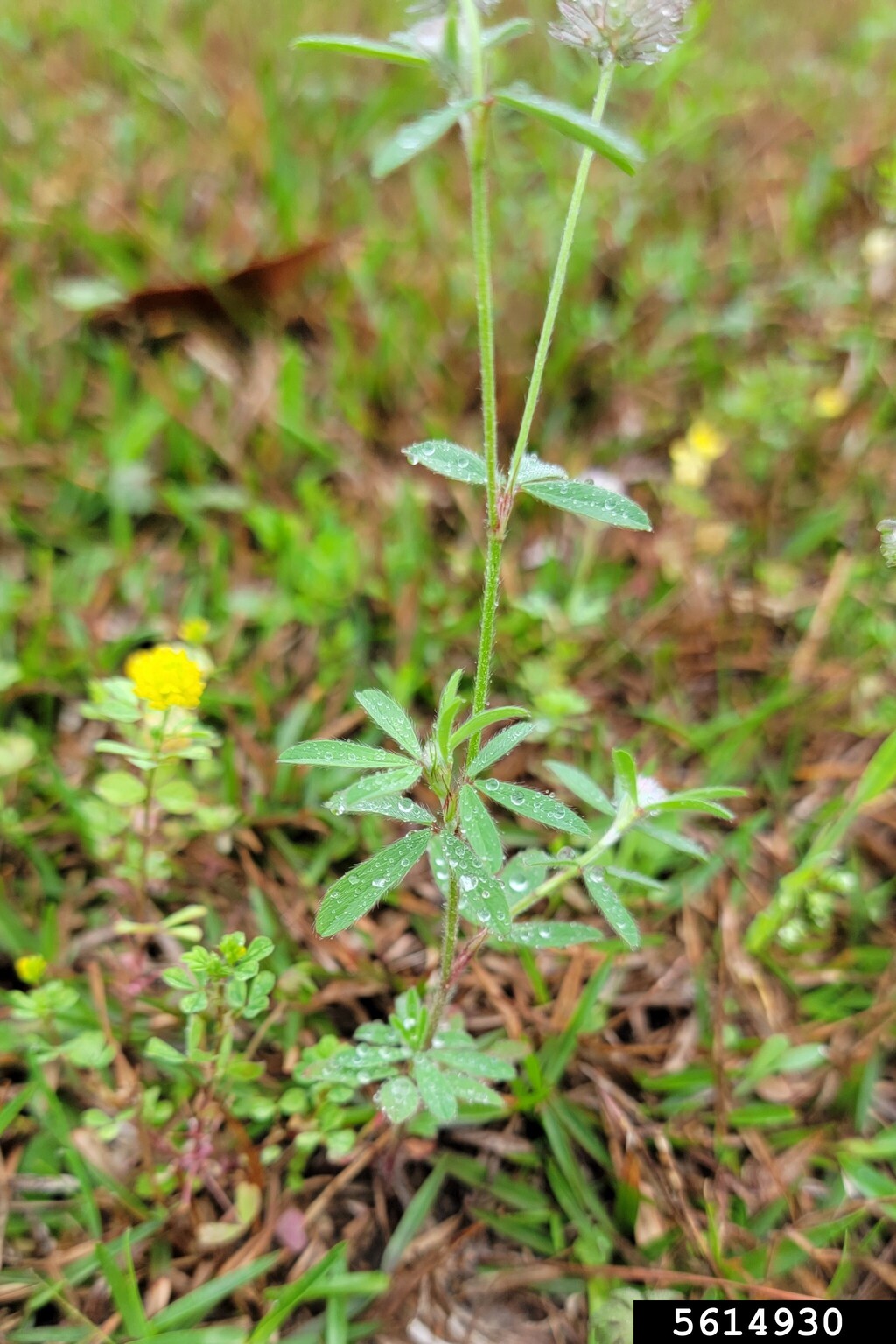 rabbitfoot clover (Trifolium arvense L.)