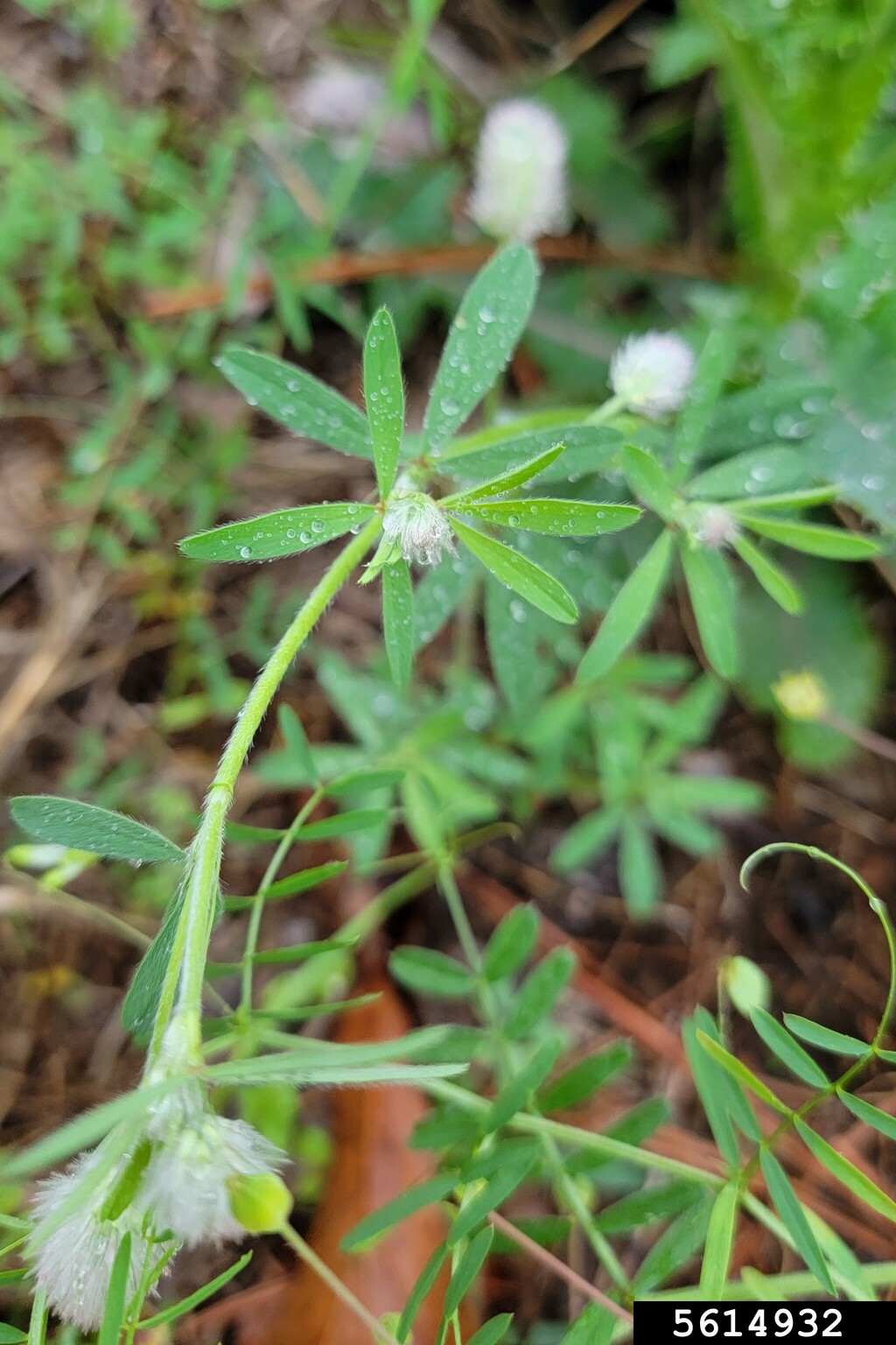 rabbitfoot clover (Trifolium arvense L.)
