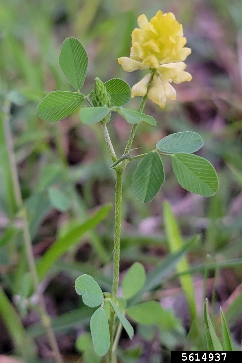 large hop clover (Trifolium campestre Schreb.)