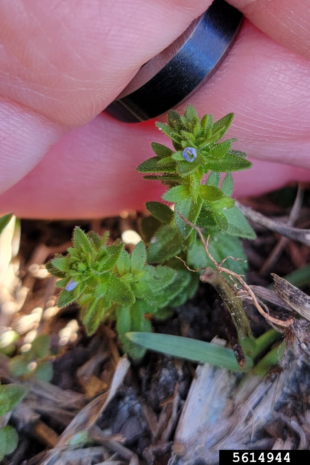 corn speedwell (Veronica arvensis L.)