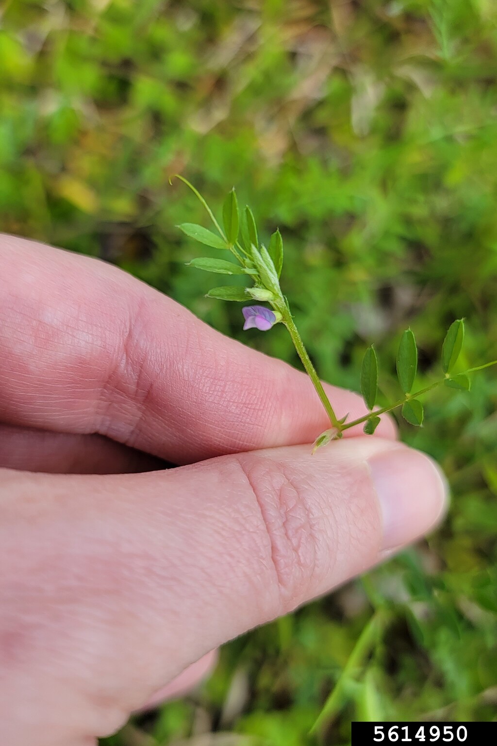 spring vetch (Vicia lathyroides L.)