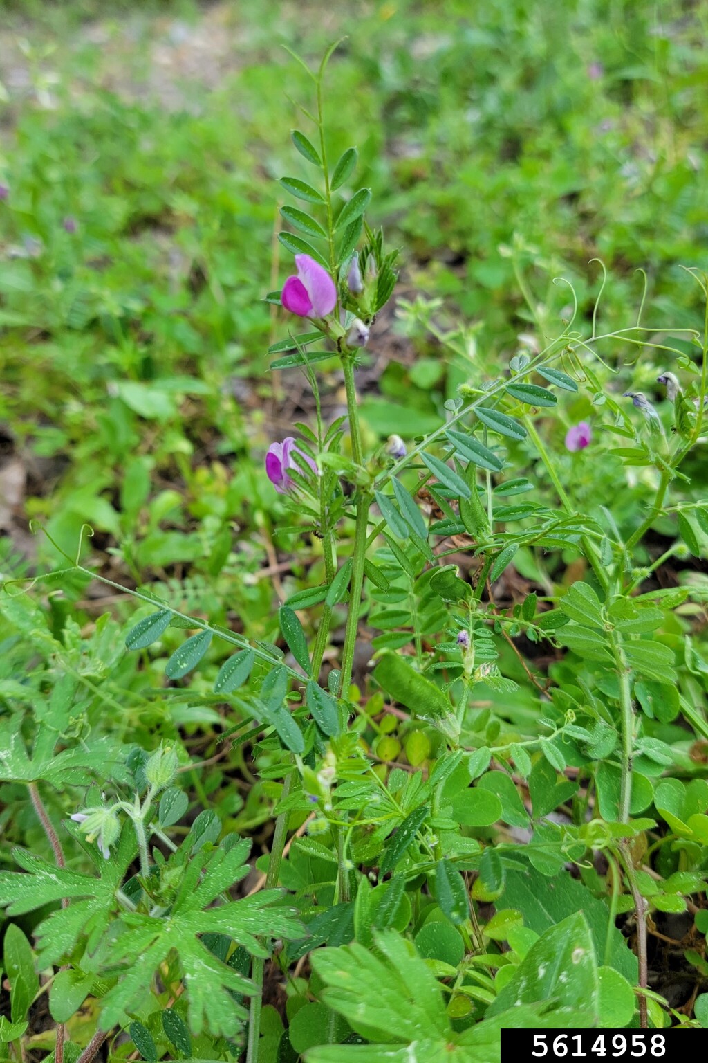 common vetch (Vicia sativa Linnaeus)