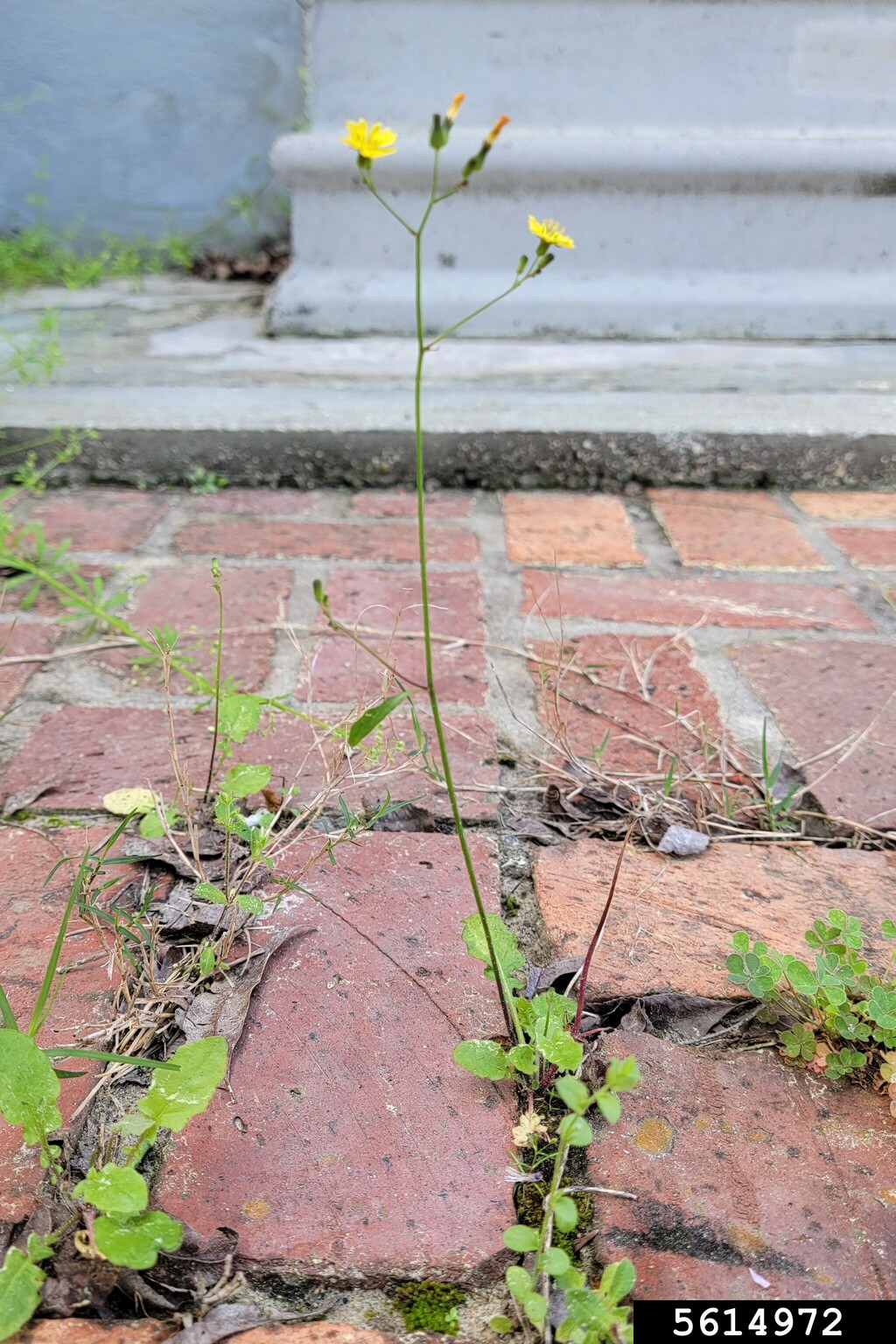Asiatic hawksbeard (Youngia japonica (L.) DC.)