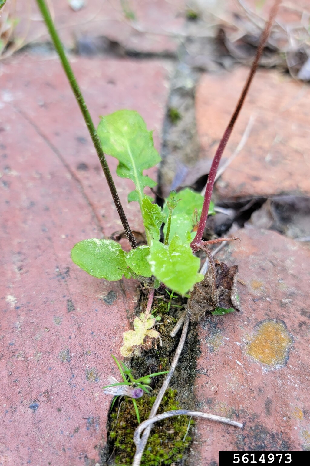 Asiatic hawksbeard (Youngia japonica (L.) DC.)