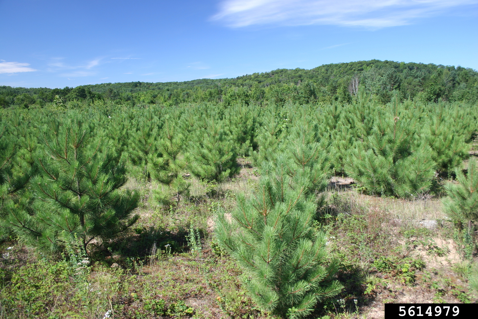 red pine (Pinus resinosa Soland.)