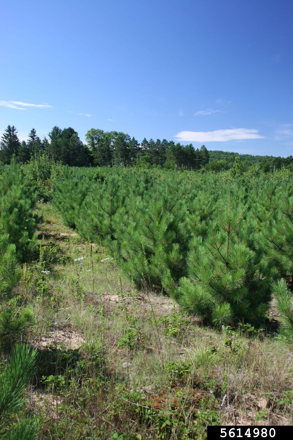 red pine (Pinus resinosa Soland.)