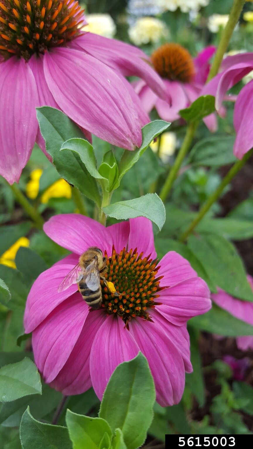 Pollinator (general)