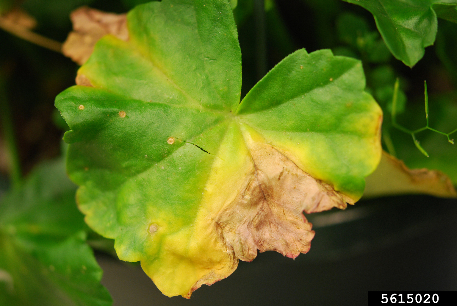 bacterial blight (Xanthomonas hortorum Vauterin et al. 1995)