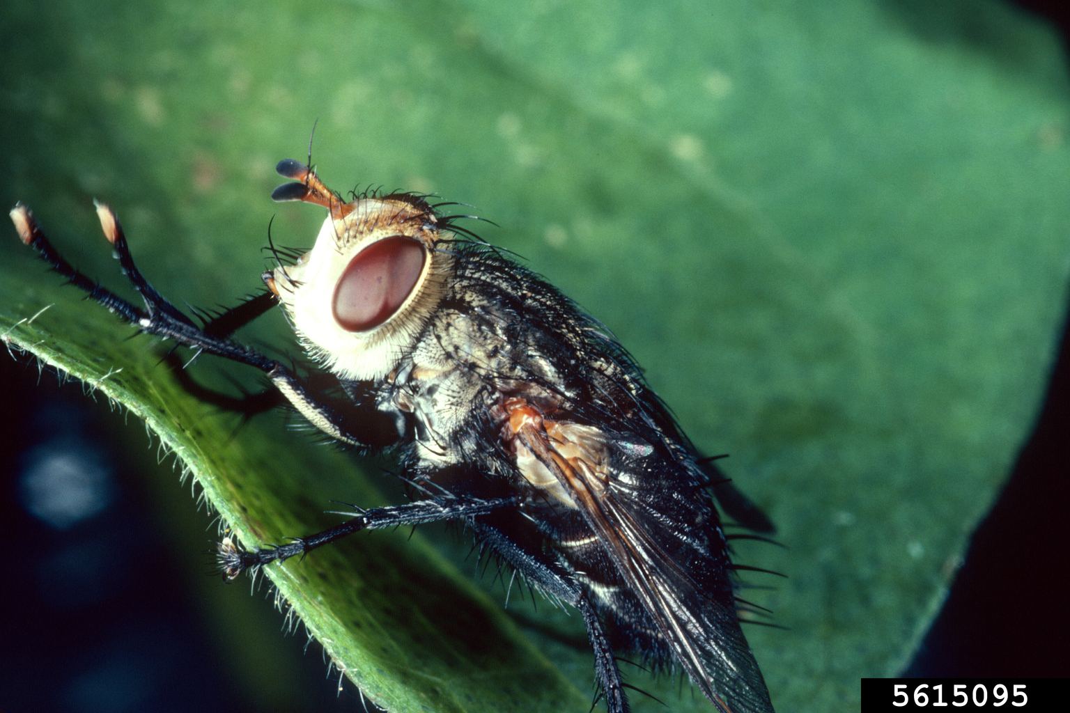 Tachinid fly (Archytas marmoratus (Townsend, 1915))