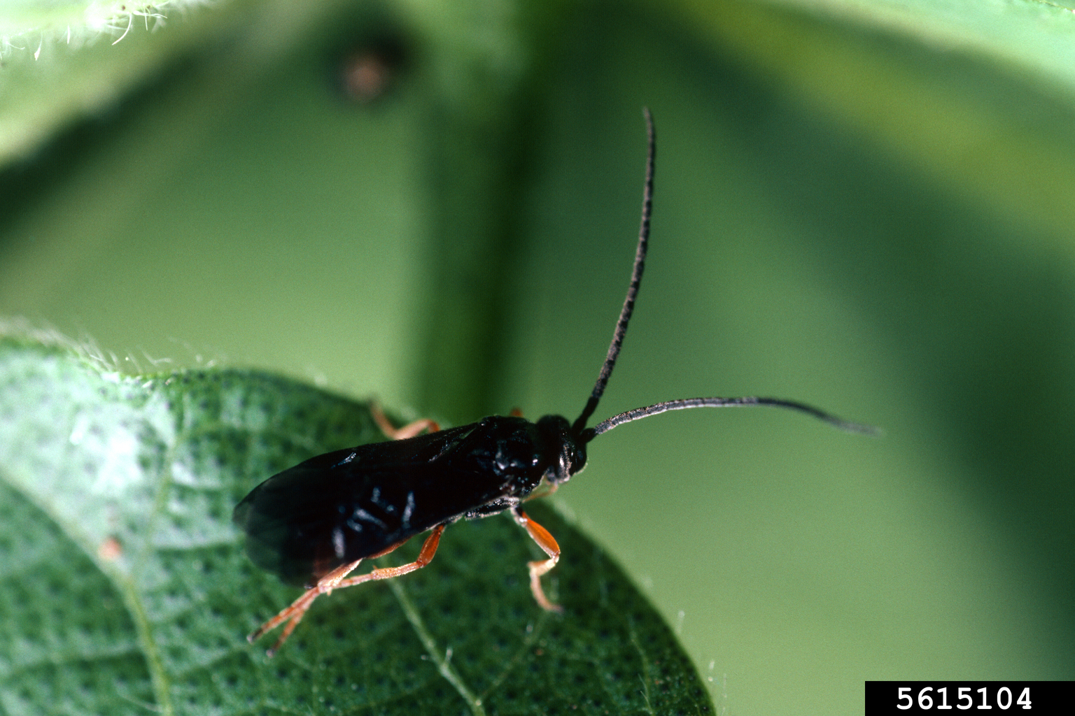 Braconid wasp (Microplitis croceipes (Cresson))