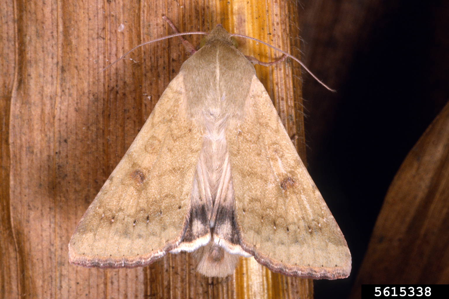 corn earworm, tomato fruitworm (Helicoverpa zea)
