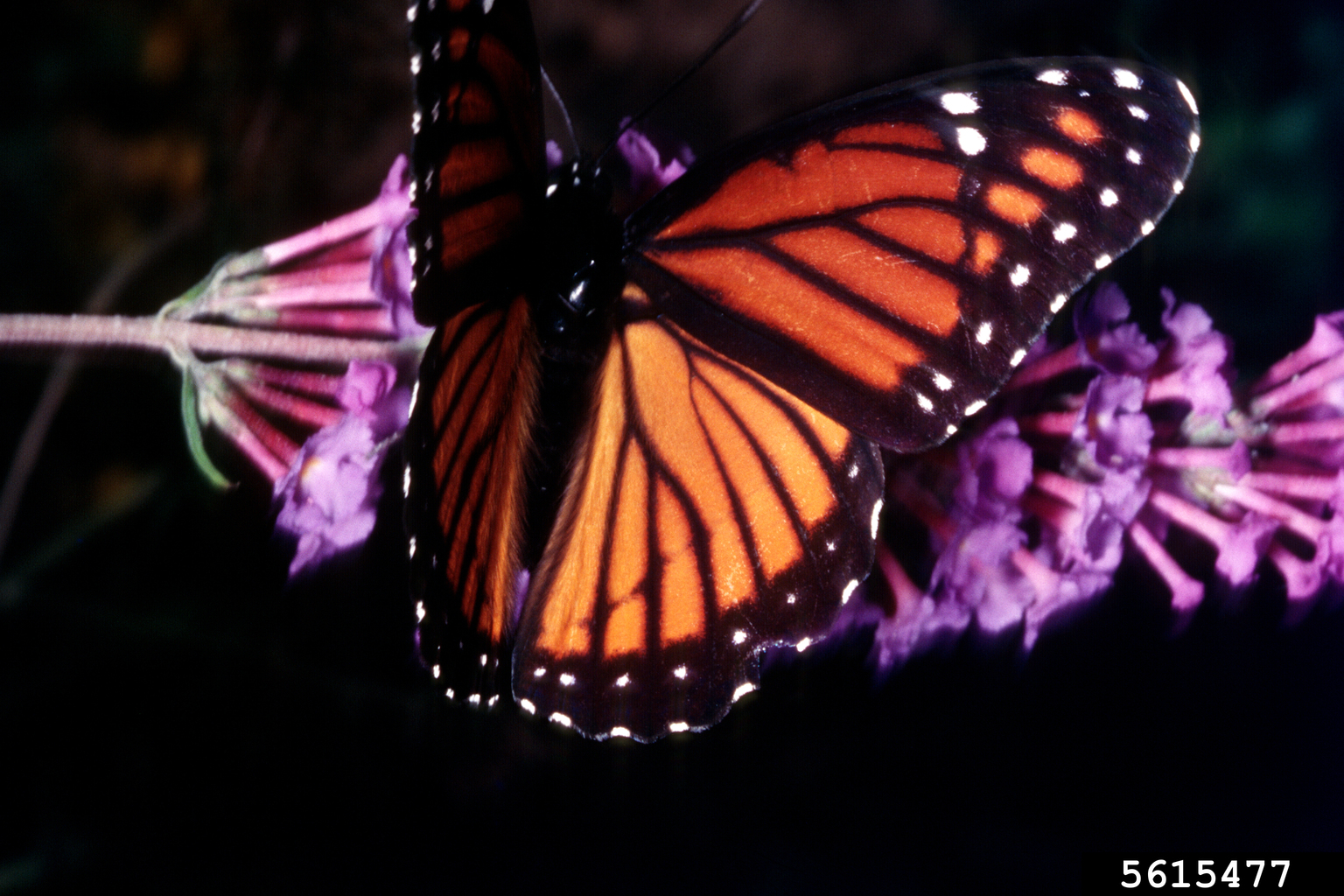 monarch butterfly (Danaus plexippus (Linnaeus))
