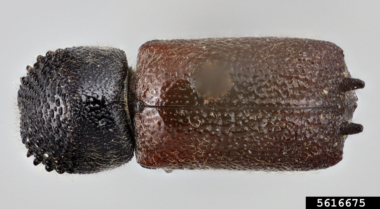 false powder post beetle (Sinoxylon japonicum)