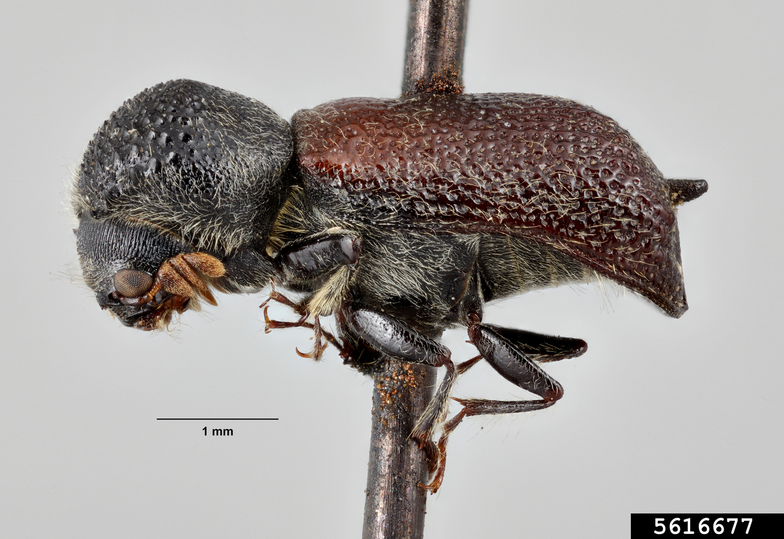 false powder post beetle (Sinoxylon japonicum Lesne, 1895)