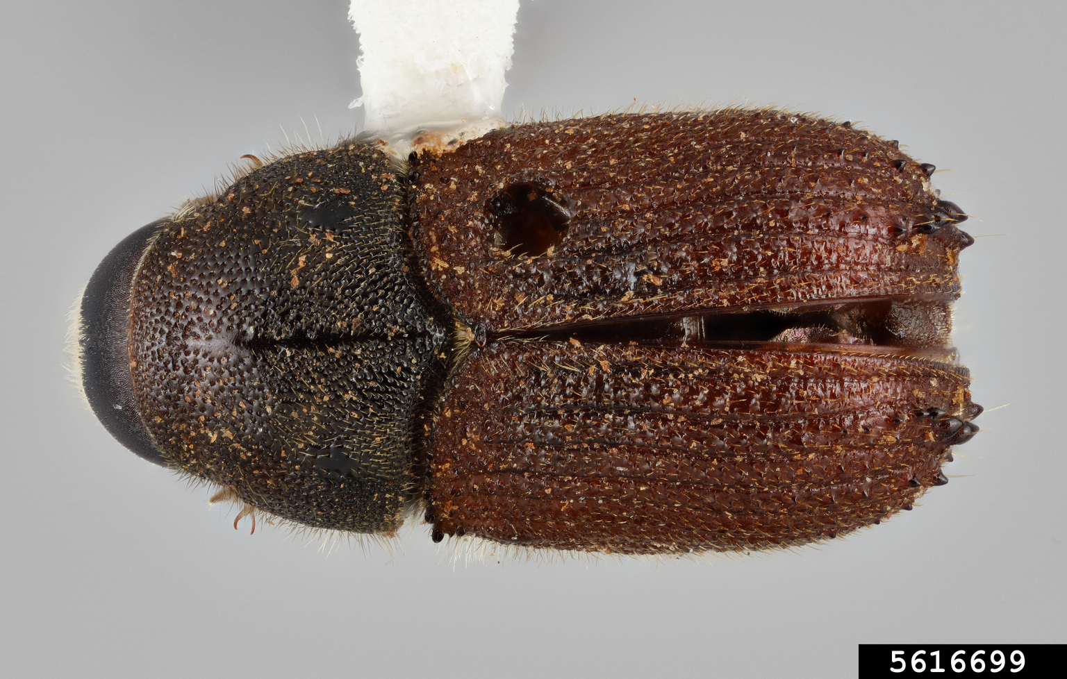 bark beetle (Phloeosinus armatus)