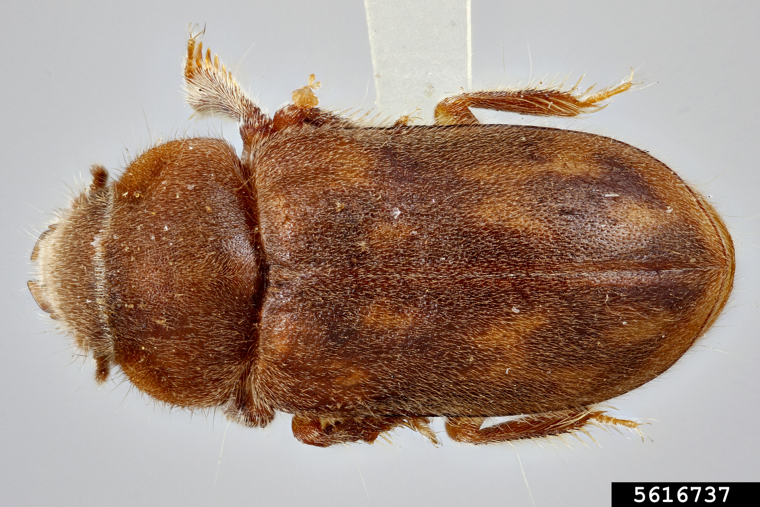 variegated mud-loving beetle (Heterocerus collaris Kiesenwetter 1851)