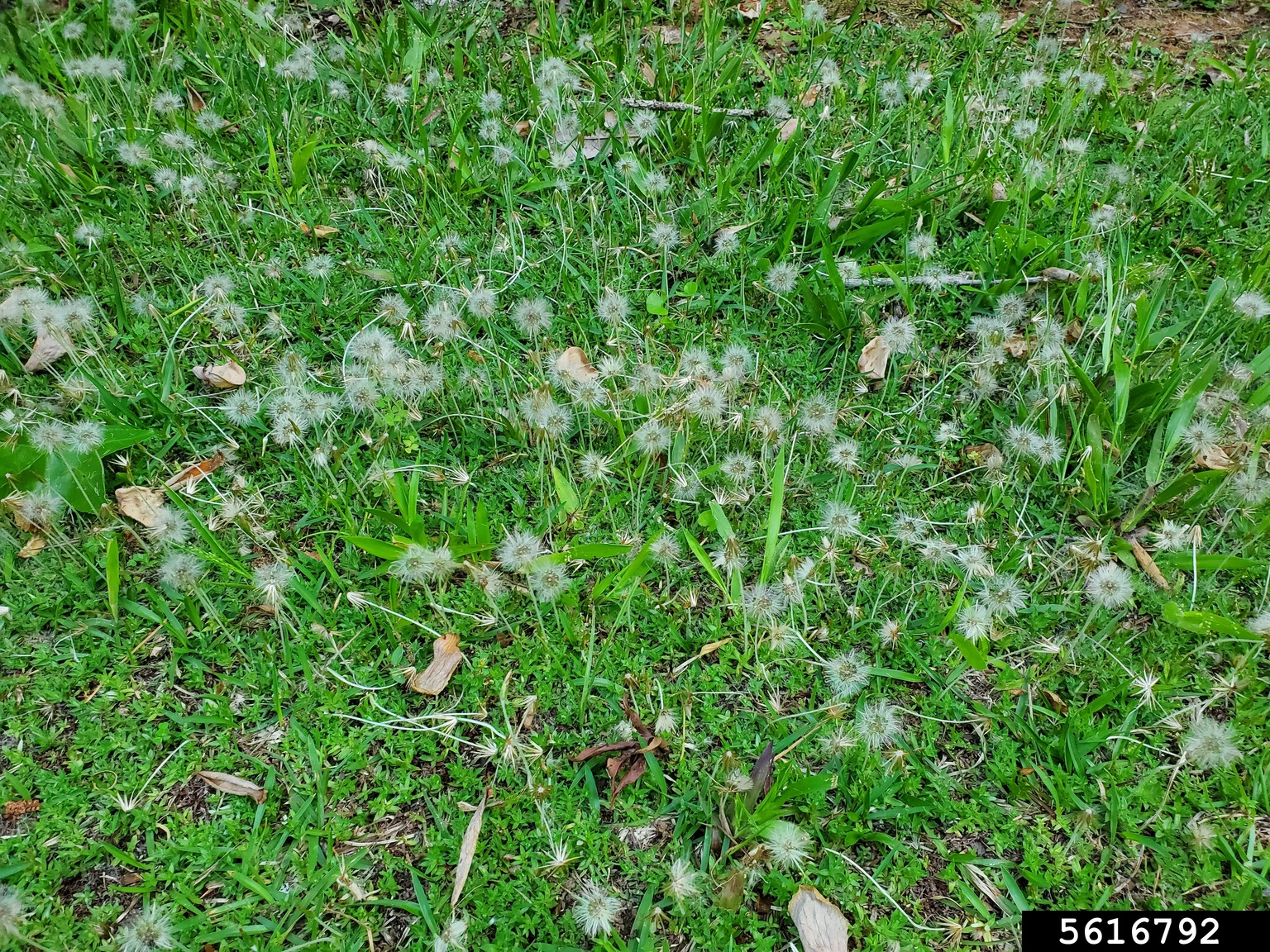 Chevreul's sharp lawn-weed (Chevreulia acuminata)