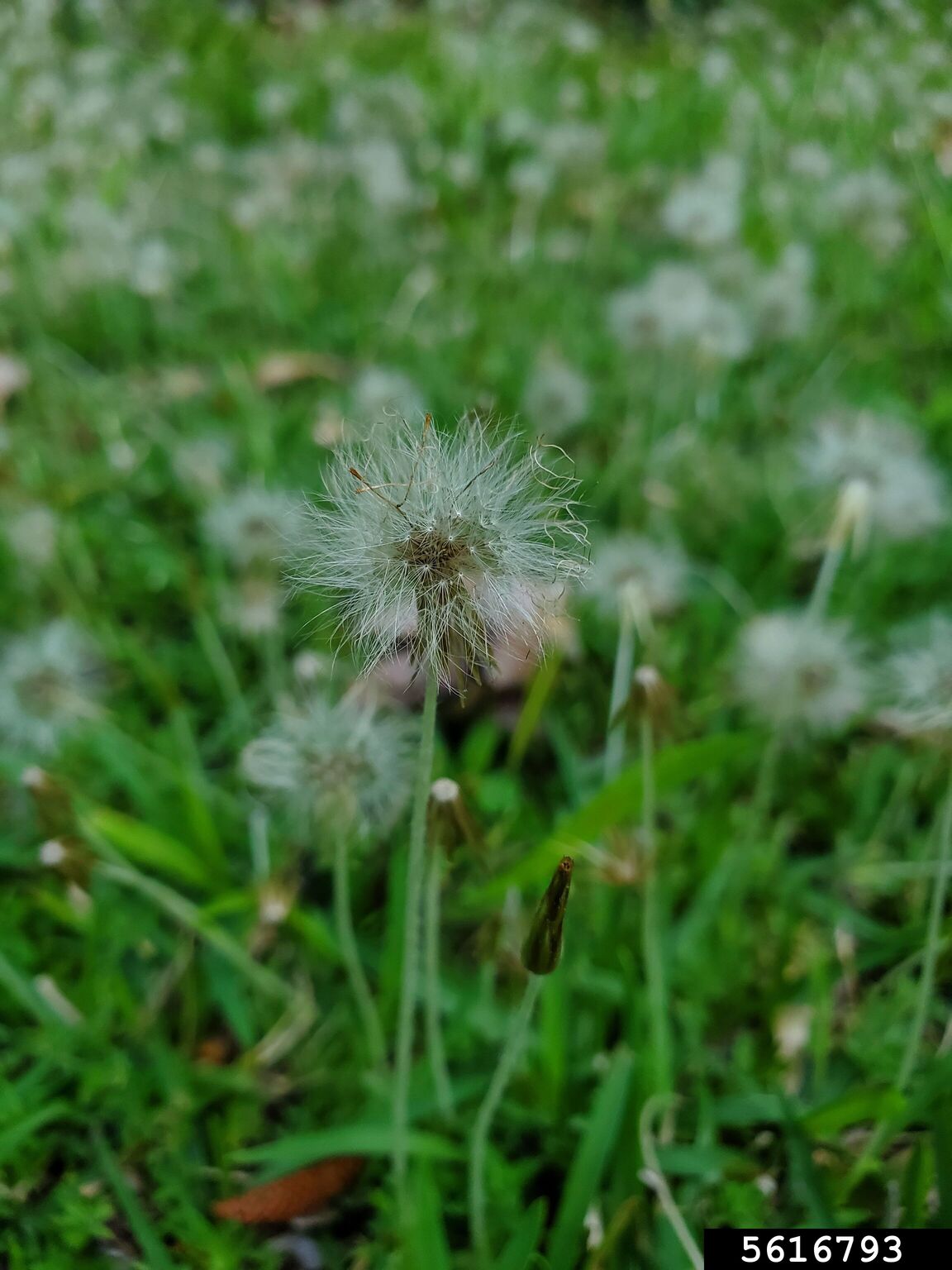 Chevreul's sharp lawn-weed (Chevreulia acuminata Less.)