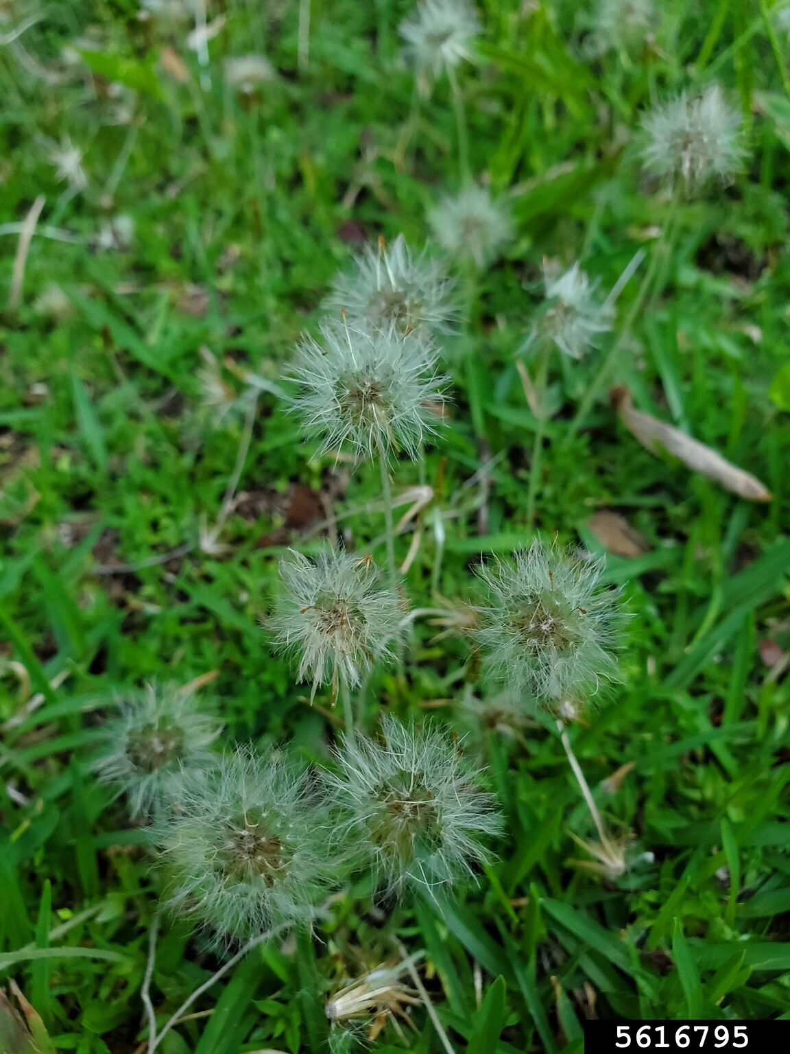 Chevreul's sharp lawn-weed (Chevreulia acuminata Less.)