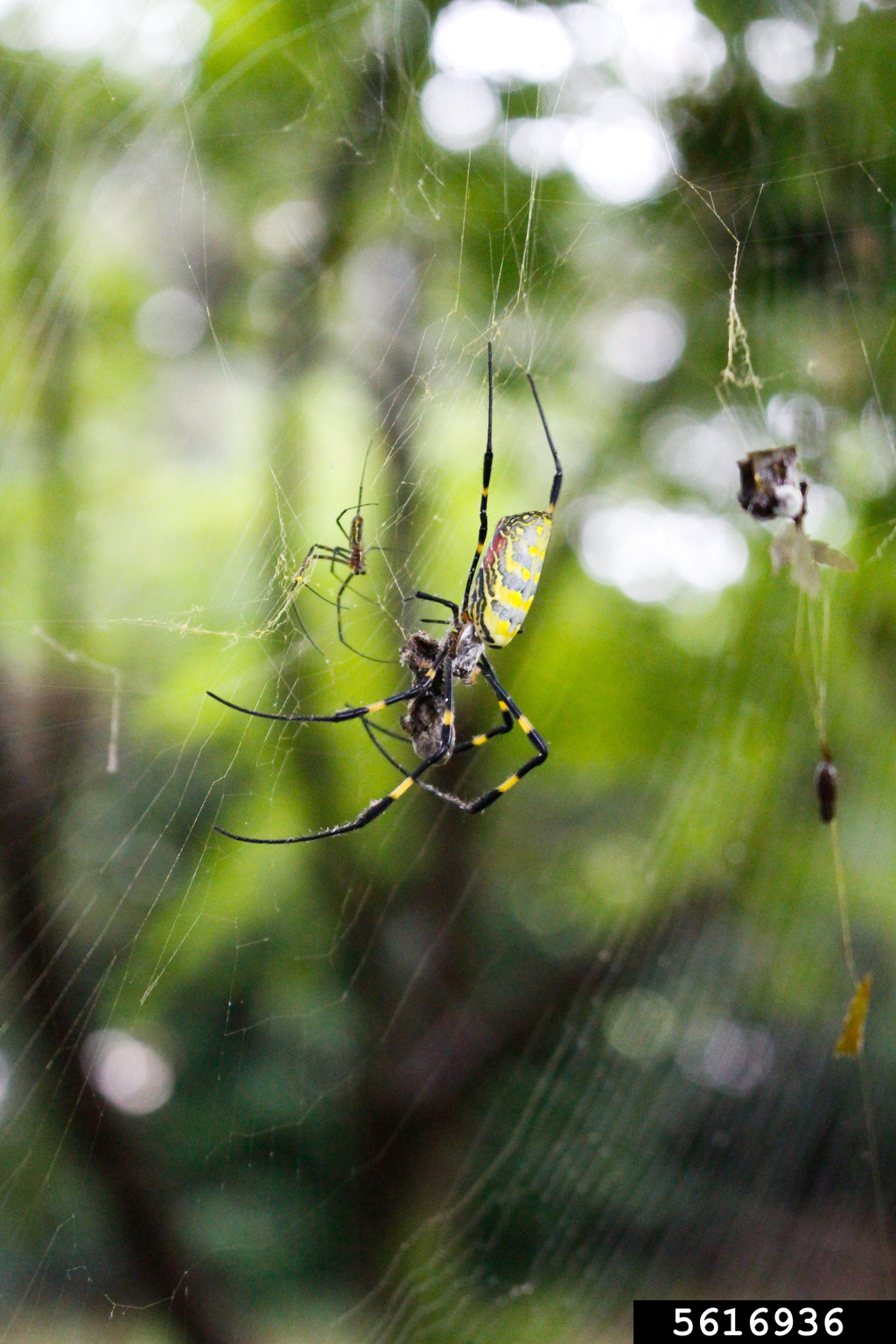 Joro spider (Trichonephila clavata (L. Koch, 1878))