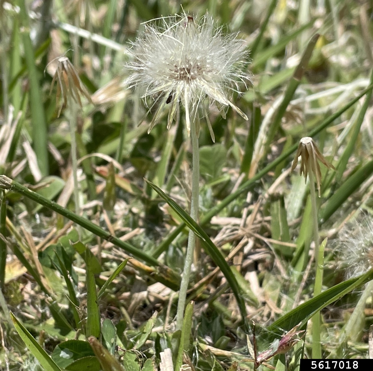 Chevreul's sharp lawn-weed (Chevreulia acuminata Less.)