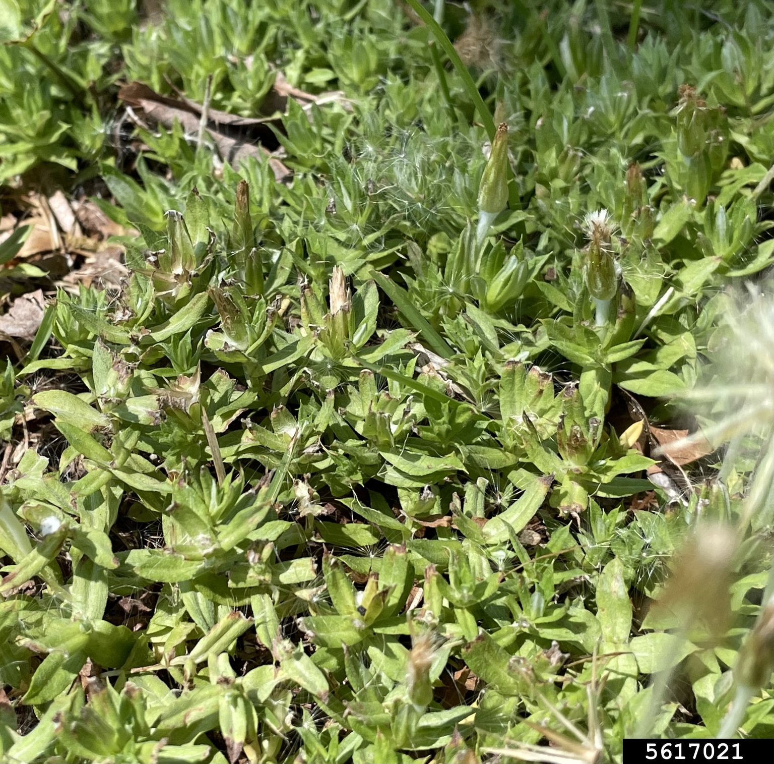 Chevreul's sharp lawn-weed (Chevreulia acuminata)