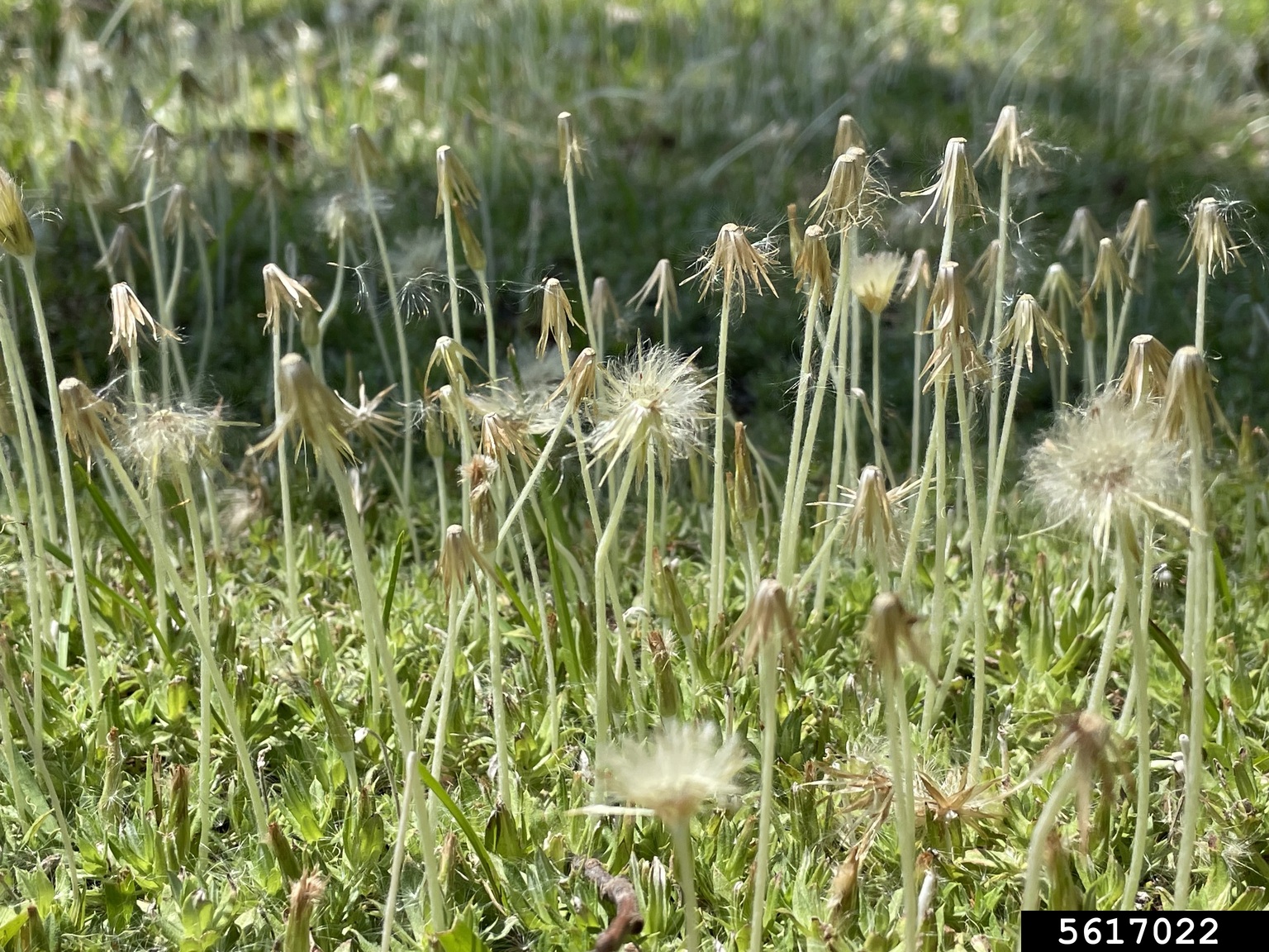 Chevreul's sharp lawn-weed (Chevreulia acuminata Less.)