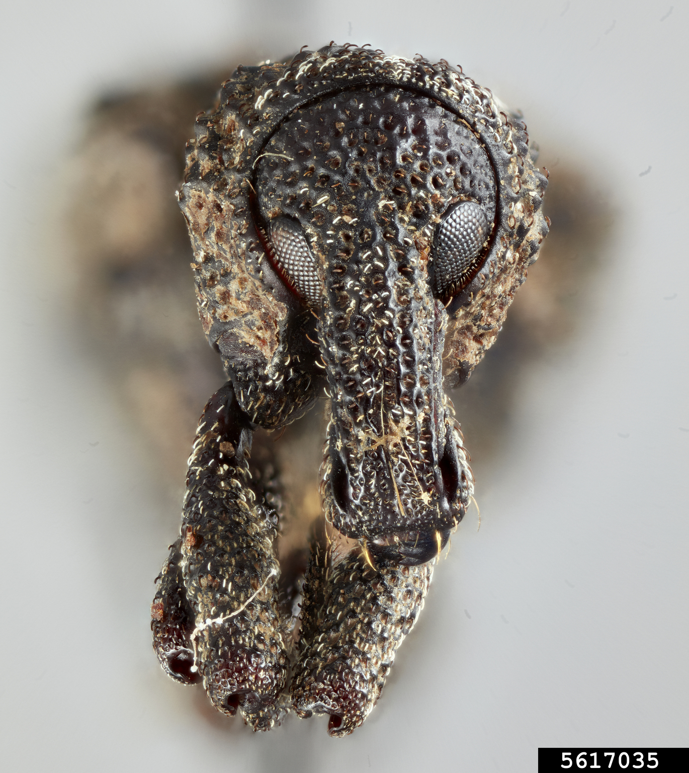 Japanese native wood-boring weevil (Niphades variegatus (Roelofs))