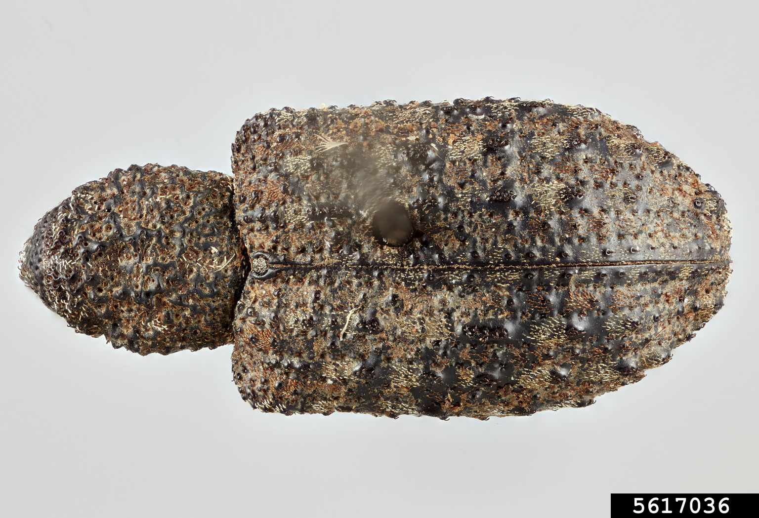 Japanese native wood-boring weevil (Niphades variegatus (Roelofs))