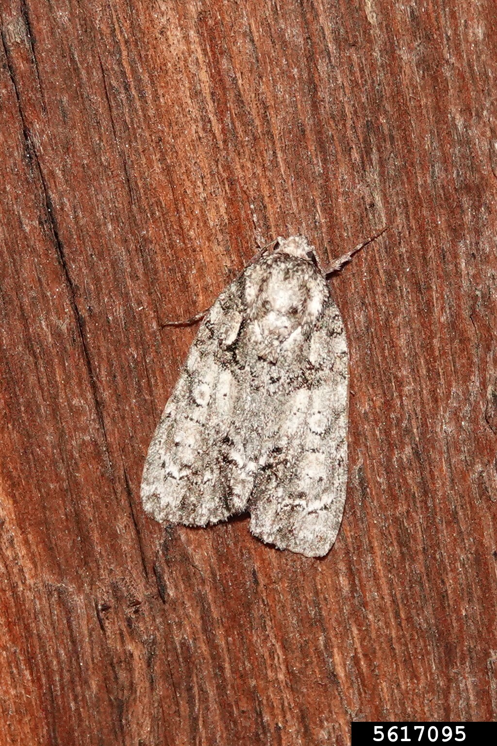 dagger moths (Genus Acronicta Ochsenheimer, 1816)
