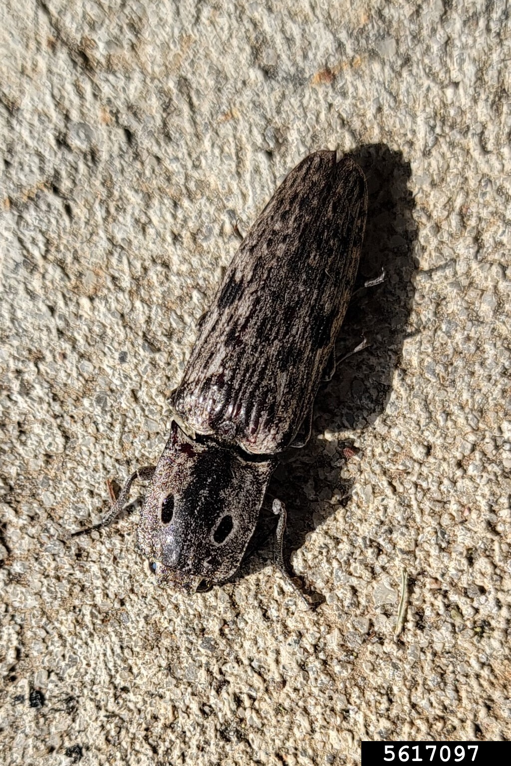 click beetle (Alaus myops (Fabricius, 1791))